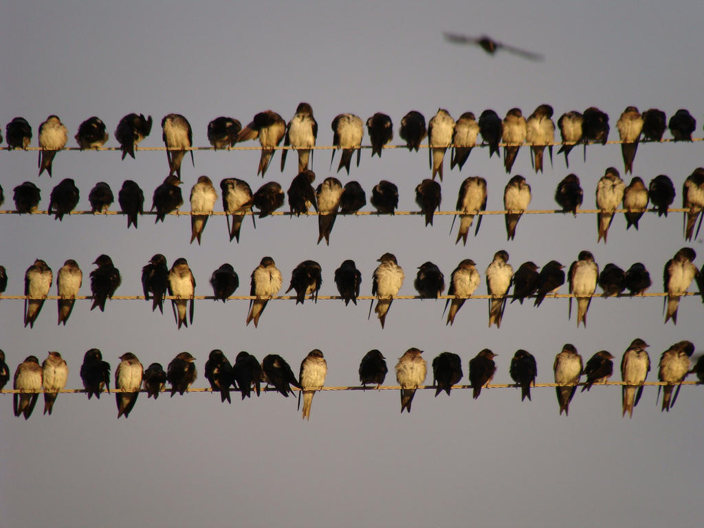 Bird-Friendly Communities | Audubon Pennsylvania